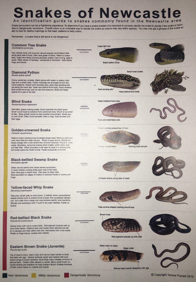 Snake identification poster. - Cessnock District Rescue Squad - VRA ...